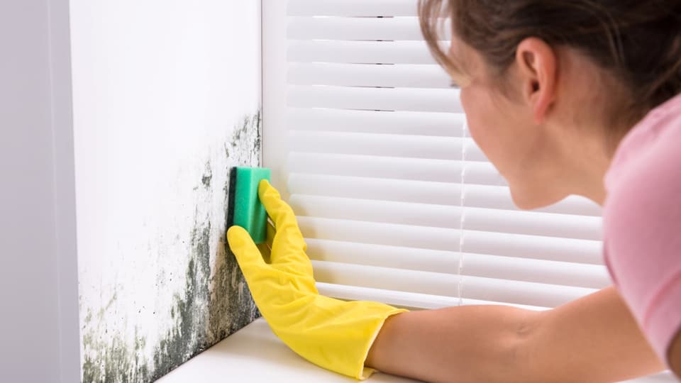 How to Prevent Mould – Protect Your Home & Health | Atlas Glass