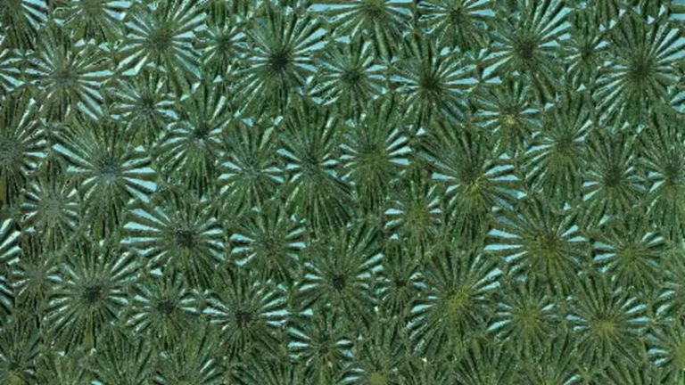 4 Window Glass Treatments for Privacy | Atlas Glass